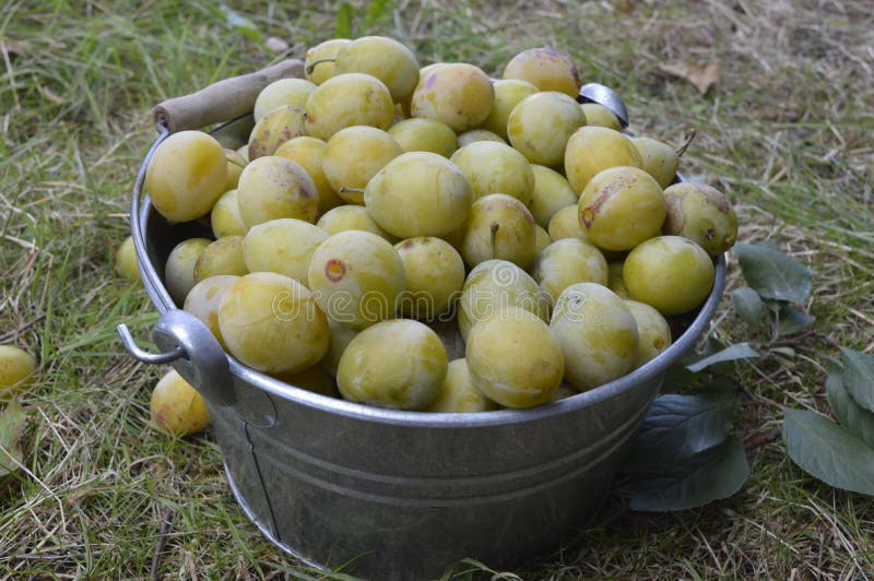White plums stock photo. Image of filled, white, fruits - 76133886