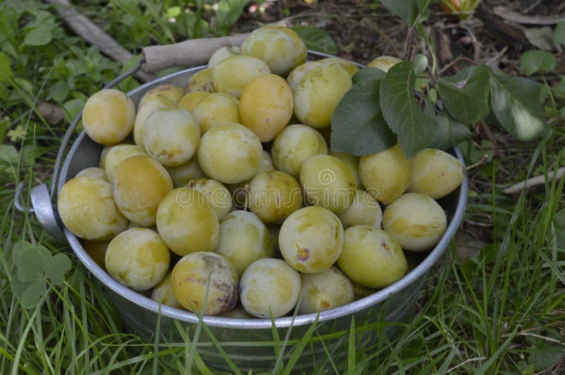 White Plums stock photo. Image of agriculture, prunus - 34284194