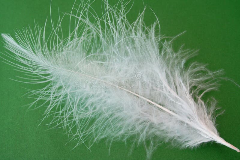White plumule stock photo. Image of feathelet, detail - 18939522