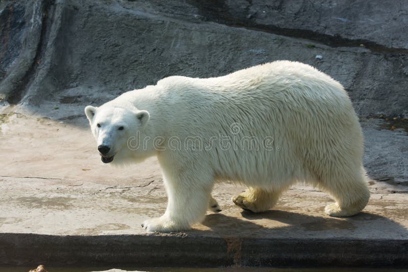 White Polar Bear Picture. Image: 6501635