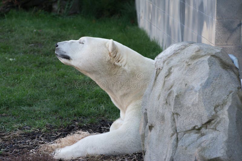 White polar bear stock photo. Image of face, logo, africa - 81510608