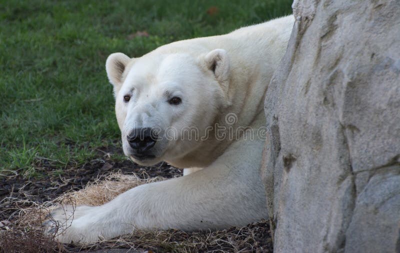 Chicago Bears Black White Stock Photos - Free & Royalty-Free Stock ...