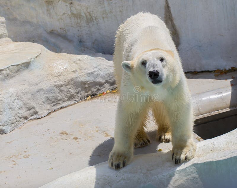 White polar owl. stock image. Image of carnivora, white - 112640041