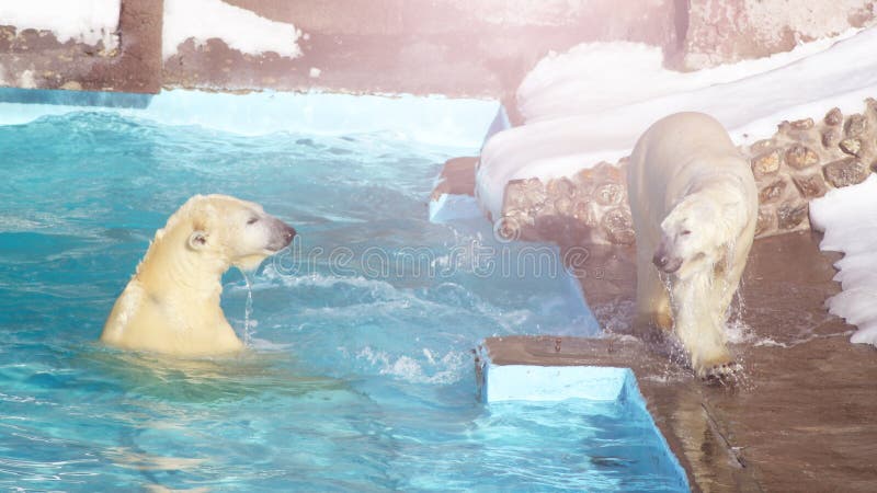 White Polar Bear Hunter on the Ice in Water Drops. Stock Image - Image ...