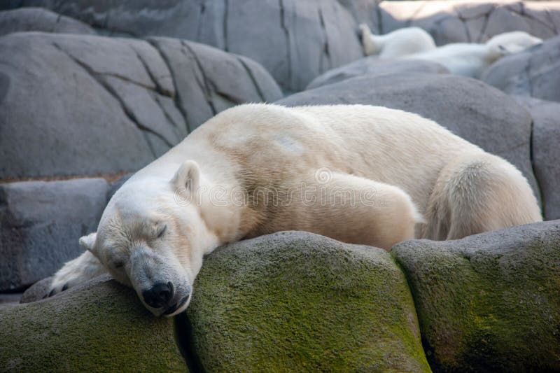 White Polar Bear Sleeping on the Rocks at the Zoo Stock Photo - Image ...