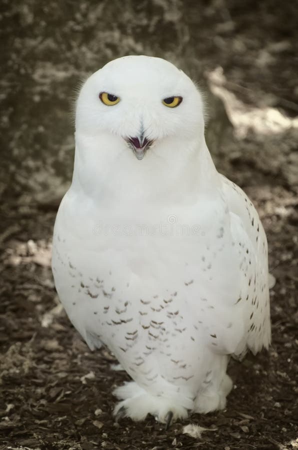 White Polar Owl stock image. Image of beak, white, wildlife - 127551121