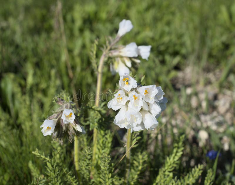 Polemonium Eximium Flower (Jacob S Ladder, Skypilot) Stock Photo ...