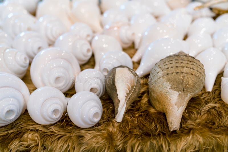 White Polished Conch Shell, Thai Style Stock Photo - Image of conch ...