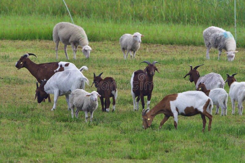 White Polled Heath and Boer Goat Stock Photo - Image of heidschnucke ...