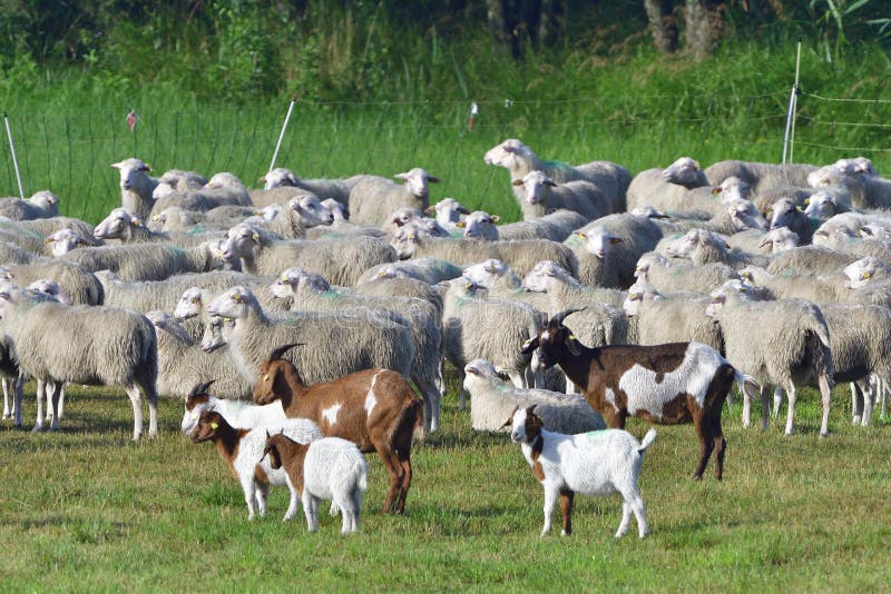 White Polled Heath and Boer Goat Stock Photo - Image of heath ...