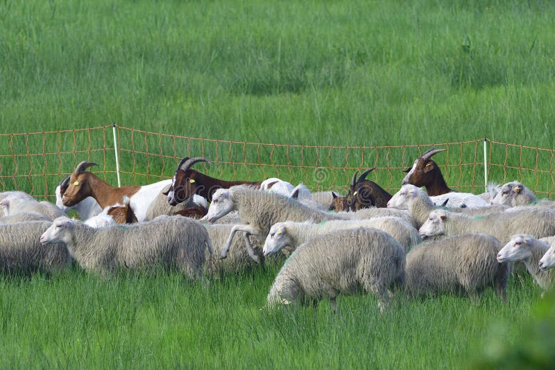 White Polled Heath and Boer Goat Stock Photo - Image of herd, meat ...