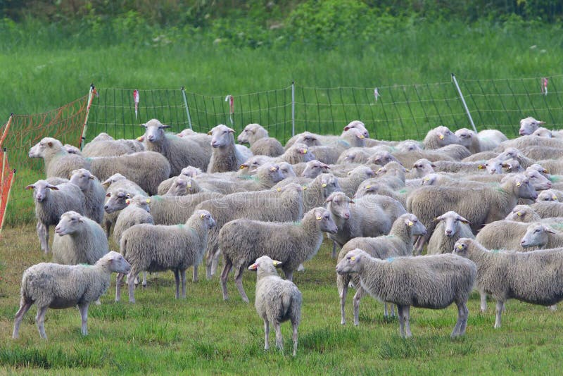 White Polled Heath and Boer Goat Stock Photo - Image of heidschnucke ...