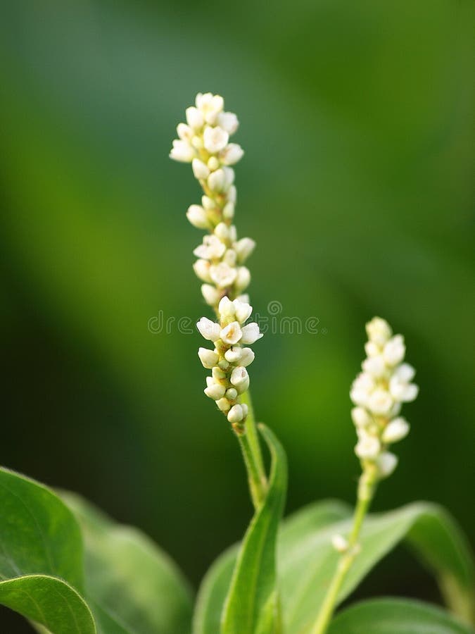 The white pollen stock image. Image of outdoor, nature - 76222083