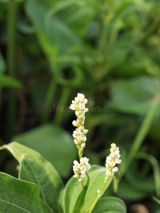 The white pollen stock image. Image of blossom, fresh - 76475849