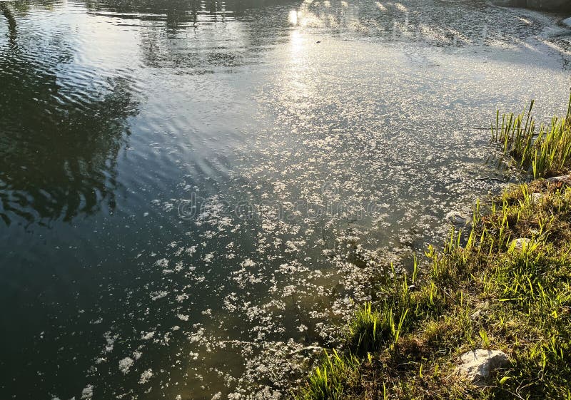 White Pollen at Water Surface Stock Photo - Image of turkiye ...