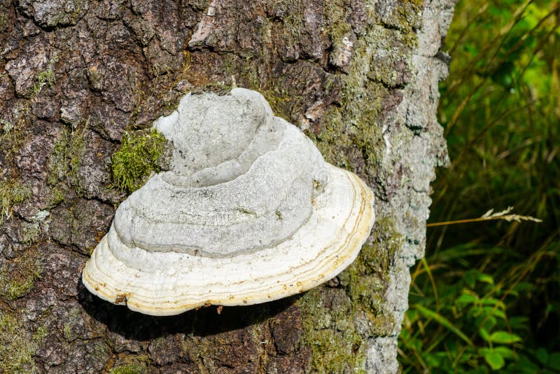 White Polypore on Tree Trunk with Large Fruiting Body with Pores or ...