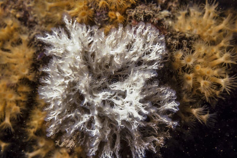 White polyps in the reef stock image. Image of life - 109035981
