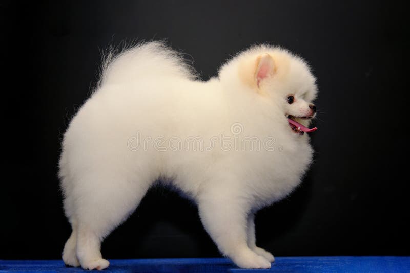 White Pomeranian Dog in a Rack Side View after Grooming Stock Photo ...