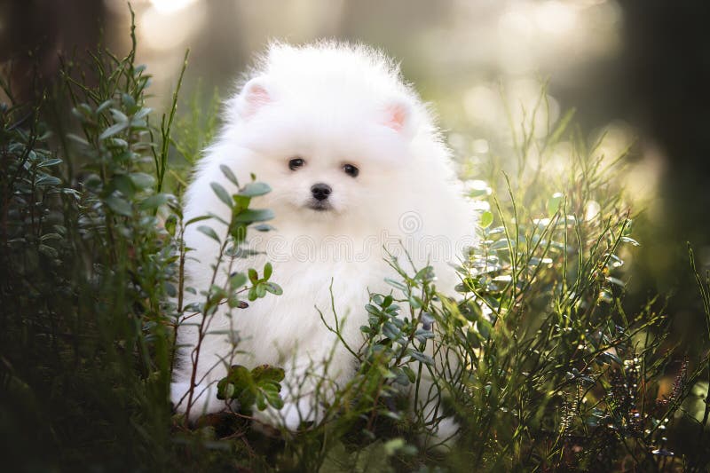 White Pomeranian Spitz Puppy Portrait in the Forest Stock Photo - Image ...