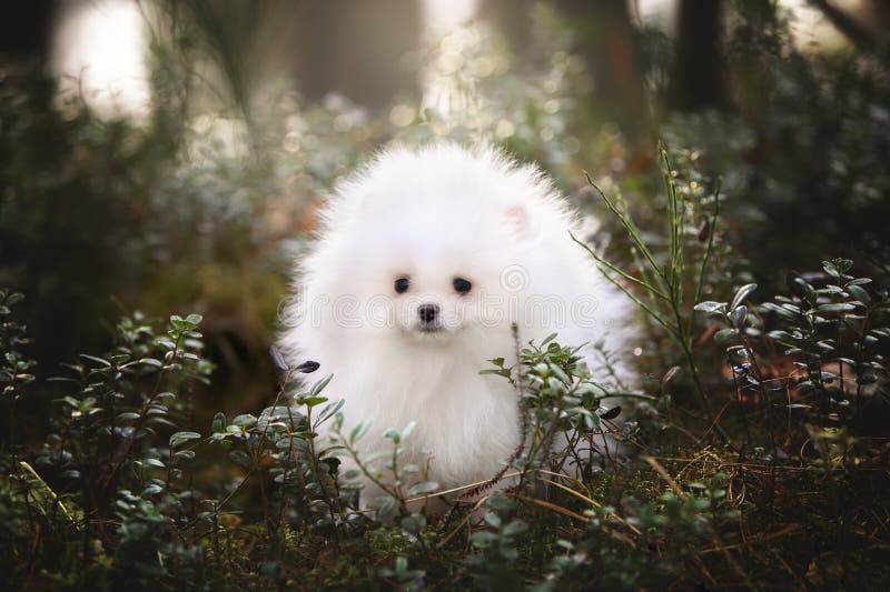 White Pomeranian Spitz Puppy Portrait Outdoors Stock Image - Image of ...