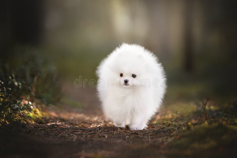 White Pomeranian Spitz Puppy Walking in the Forest in Spring Stock ...