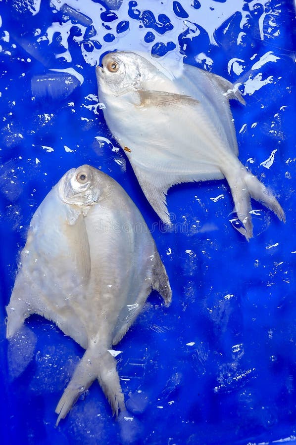 White Pomfret Fish stock image. Image of scale, fish - 37673833