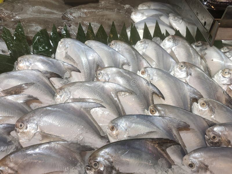 Whitepomfret Stock Photos - Free & Royalty-Free Stock Photos from ...