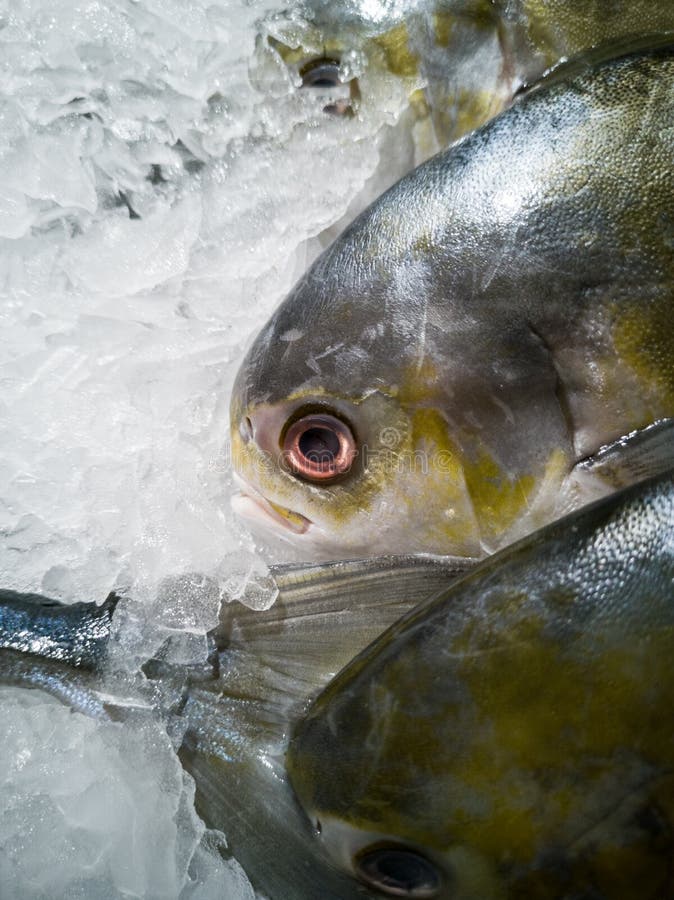 White Pomfret or Silver Pomfret Fish on Ice Stock Image - Image of diet ...