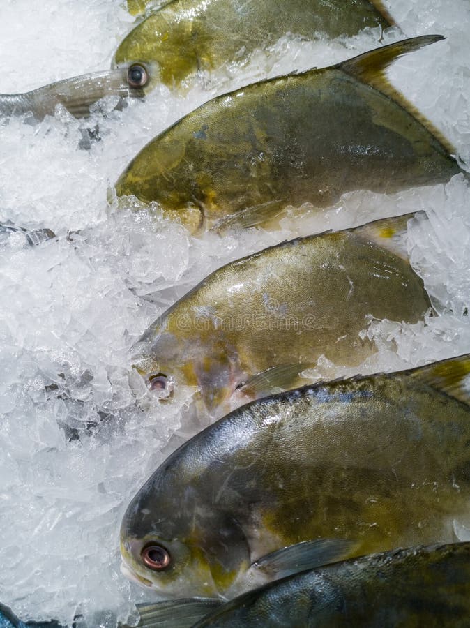 White Pomfret or Silver Pomfret Fish on Ice Stock Photo - Image of ...
