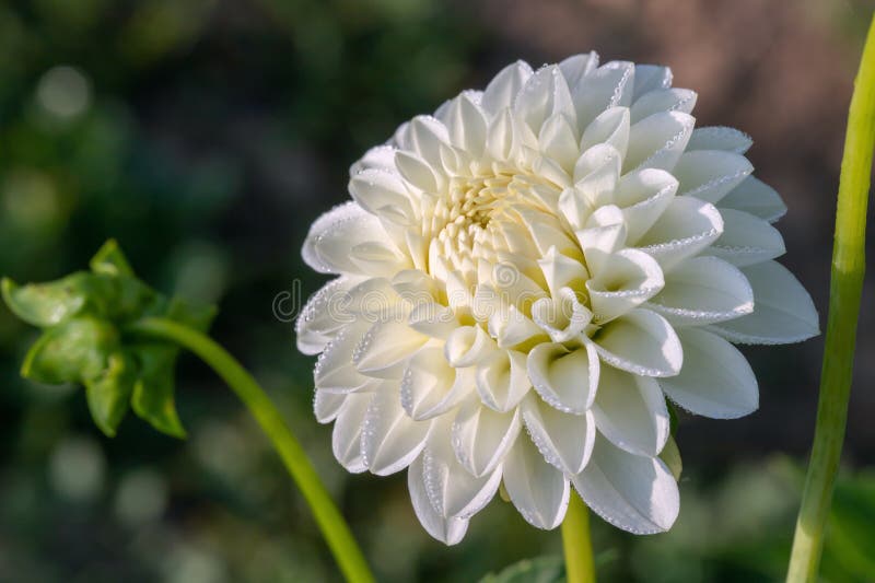 White dahlia flower. stock image. Image of flower, moisture - 299559231