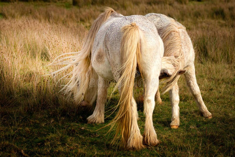 White ponies in a field stock photo. Image of animal - 260507260