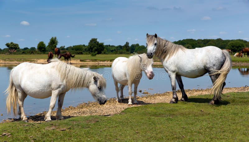 White Ponies by Lake Beautiful Sunny Summer Day Stock Photo - Image of ...