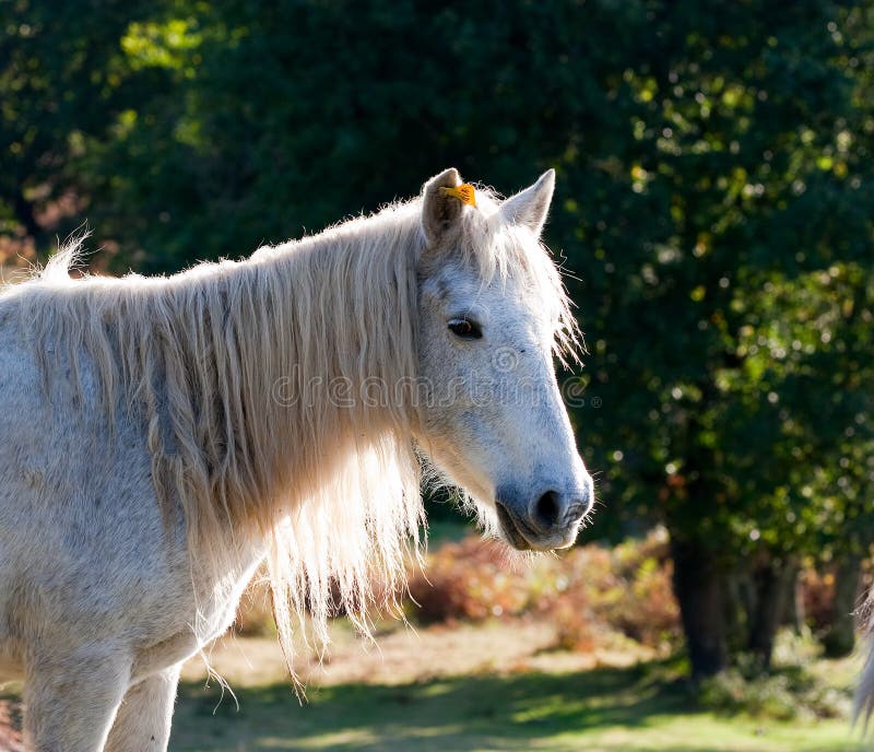 White pony stock photo. Image of freedom, look, horse - 11586386