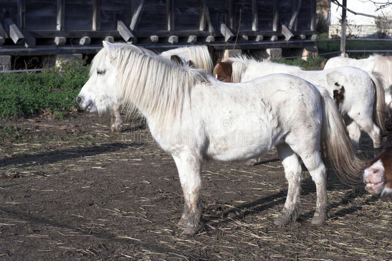 White pony stock photo. Image of pony, cute, portrait - 11732324