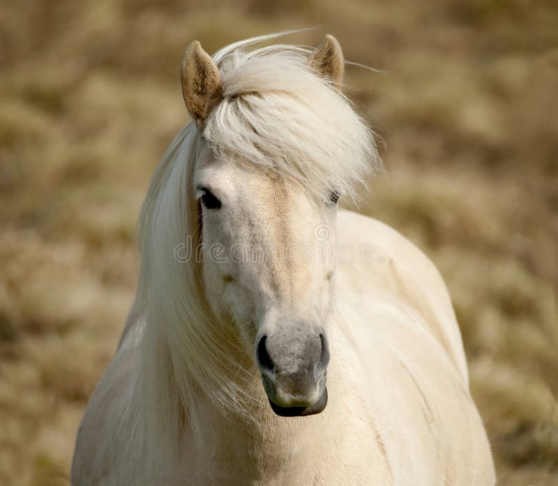 White Pony stock photo. Image of mane, creature, nature - 12648422