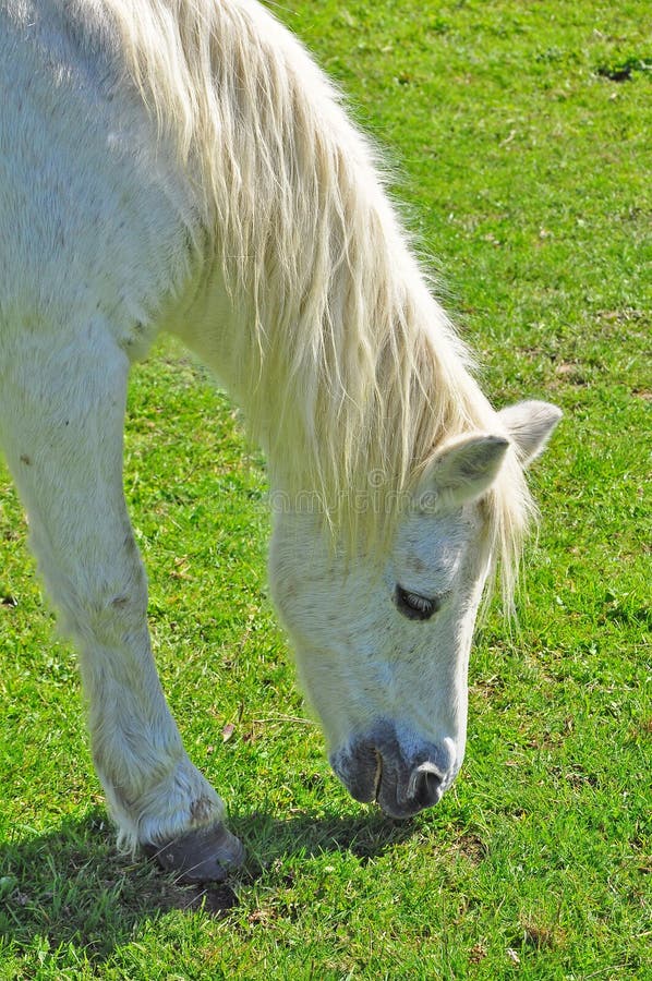 White Pony stock photo. Image of pretty, horse, ponies - 16295878