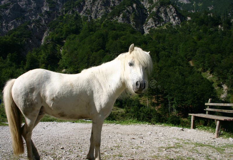 White Pony Stock Photos - Download 17,231 Royalty Free Photos