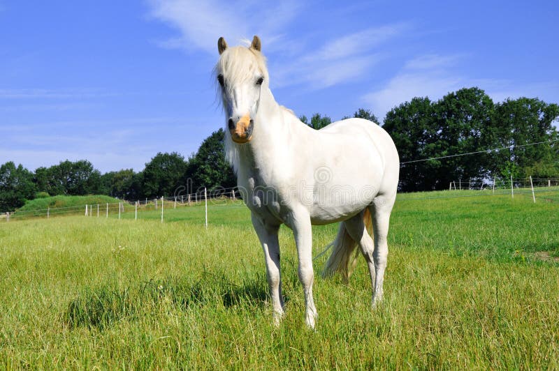 White Pony stock image. Image of country, domestic, animal - 26314991