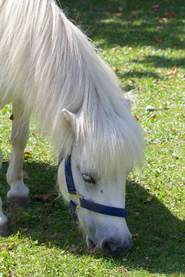 White Pony 015 stock photo. Image of field, animal, munch - 43246226