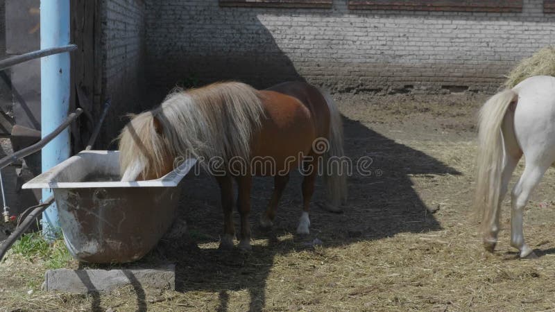 White Pony Drinks Water from a Bath on a Sunny Day Stock Footage ...