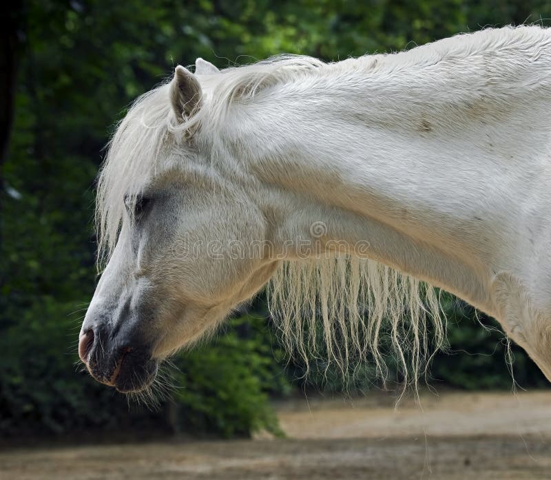 White pony 1 stock photo. Image of mane, farm, pony, gait - 57955152