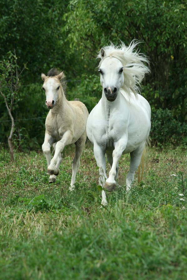 Pony Mare with Foal Running Stock Photo - Image of beautiful, equus ...