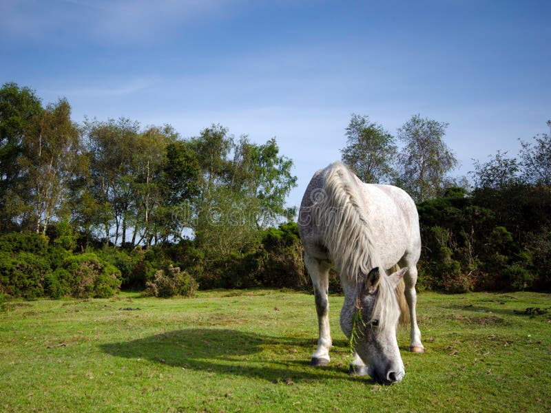 White Pony 2 stock image. Image of heathland, mammal - 70239607