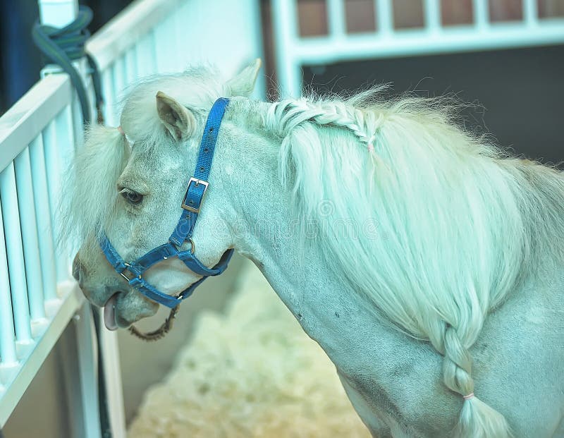 White pony stock image. Image of enjoy, fence, blue, mare - 40587011