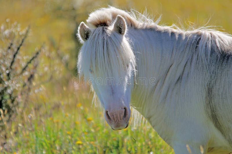 White pony stock image. Image of mammal, portrait, headshot - 35855499