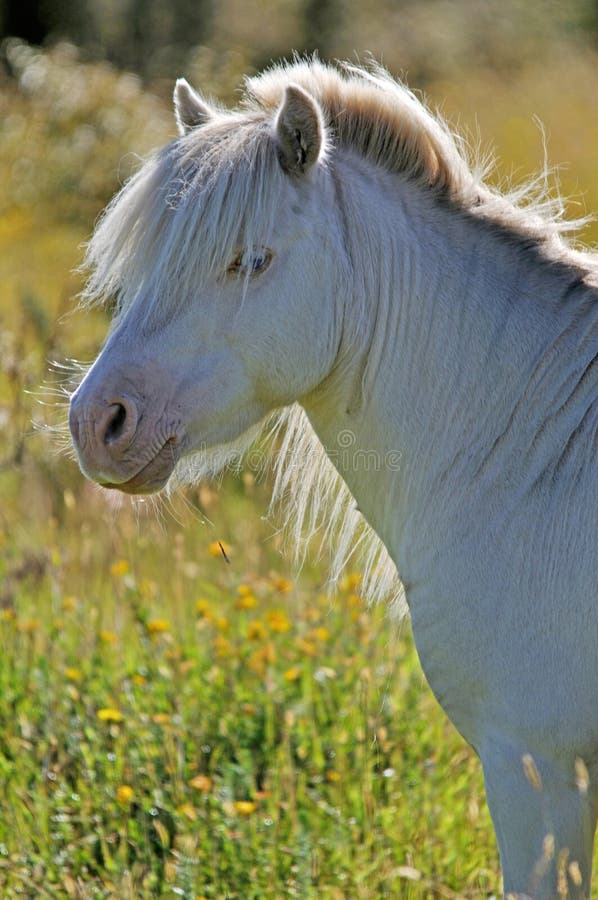 White pony stock image. Image of summer, outdoors, headshot - 35855537