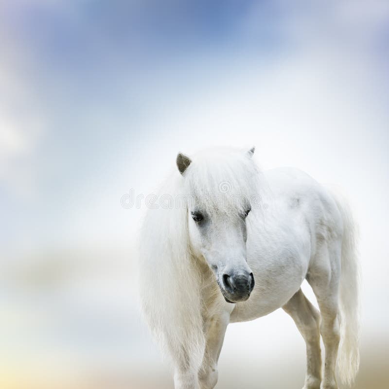 White Pony stock photo. Image of white, mammal, animal - 53666038
