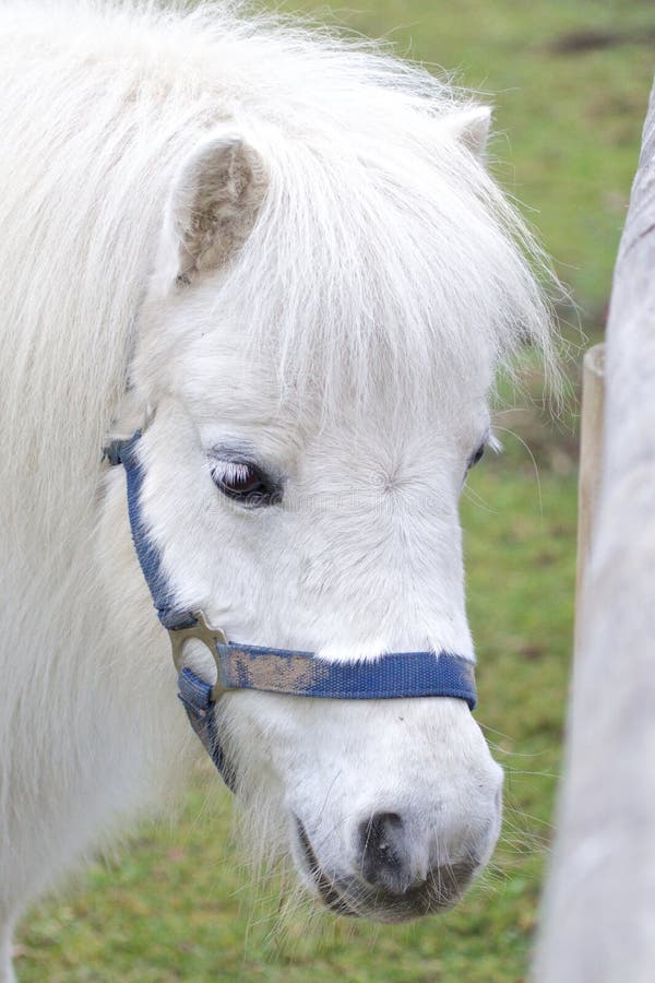 White Pony Portrait stock photo. Image of kind, mammal - 39169728