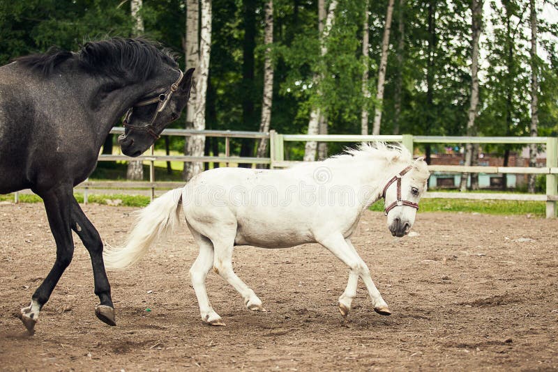 Small White Horse Running on the Farm Stock Photo - Image of fire ...