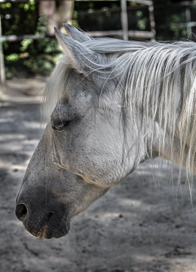 White pony`s head 1 stock image. Image of pony, skip - 255265485